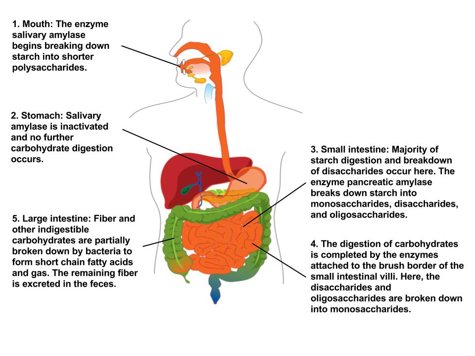 5.1 Digestion and Absorption of Carbohydrates – Principles of Human ...